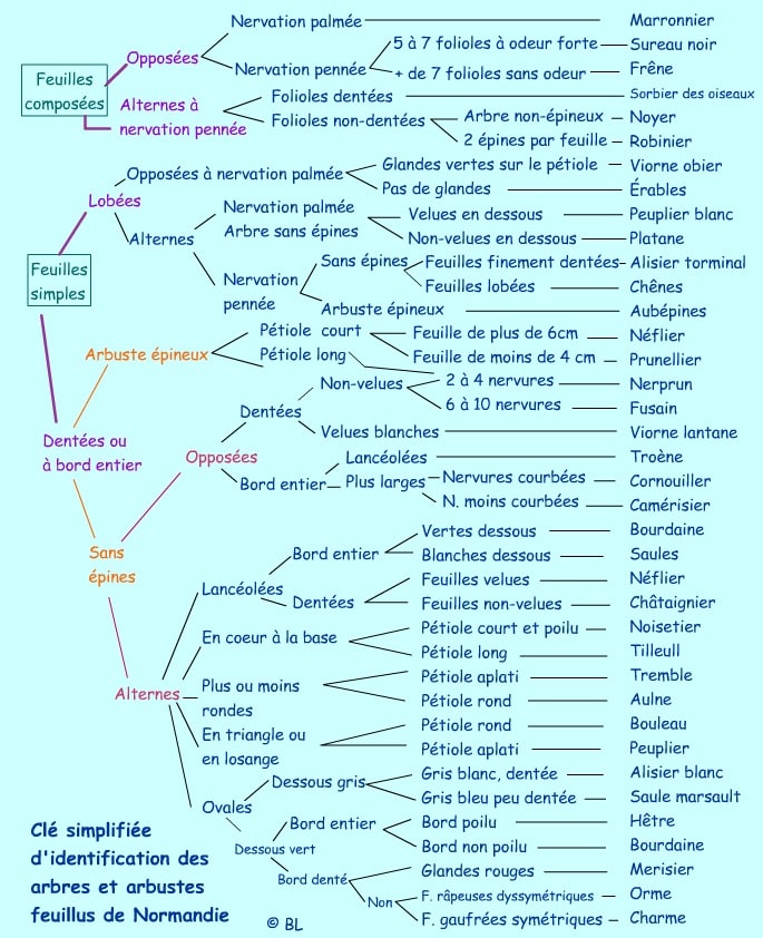 clé d'identification des arbres et arbustes de la Haie