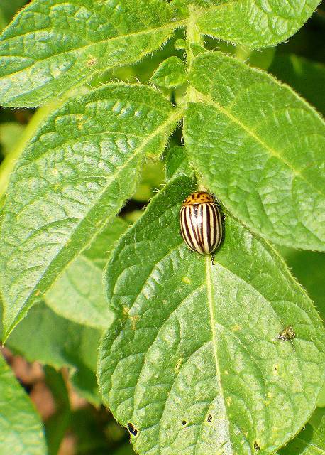 Doryphore leptinotarsa